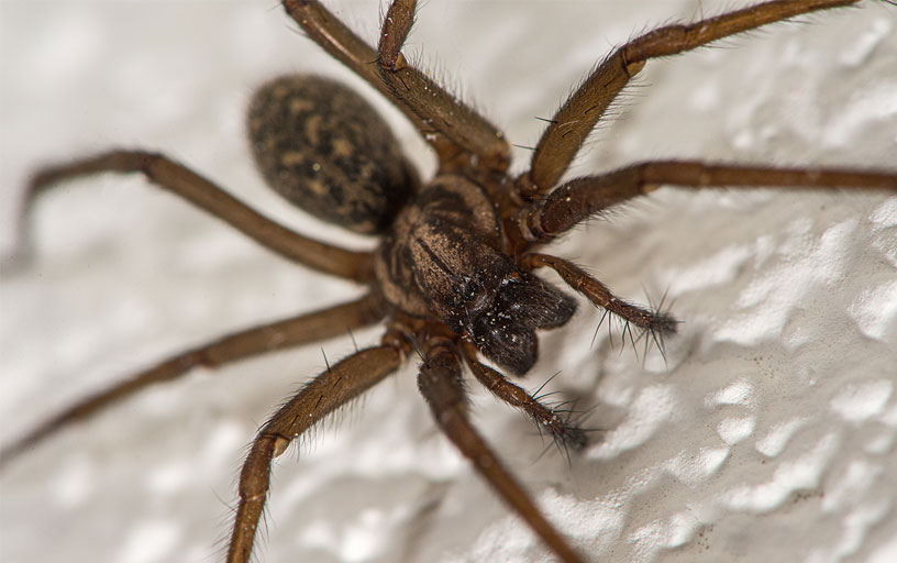 Spider Control and Prevention - Pest Assured