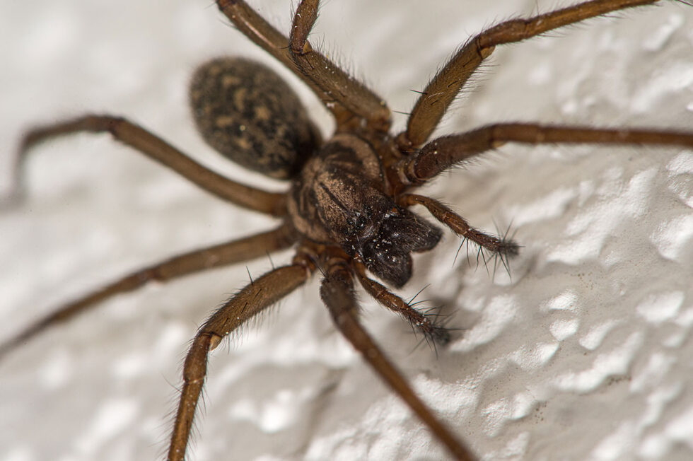 Spider Control and Prevention - Pest Assured